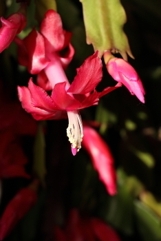 シャコバサボテン: あきこの日記